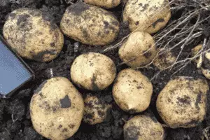 Beschrijving van het cijfer van aardappelen van Adrett, zijn teelt en zorg
