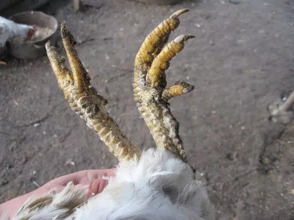مرغی کی ٹانگیں