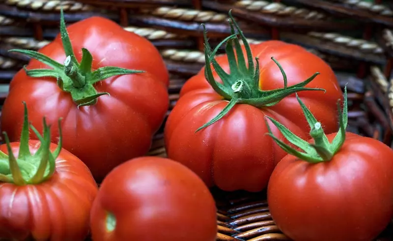 番茄品种