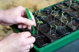 Beschreiwung vun der Method fir Tomaten op Galkin ze picken