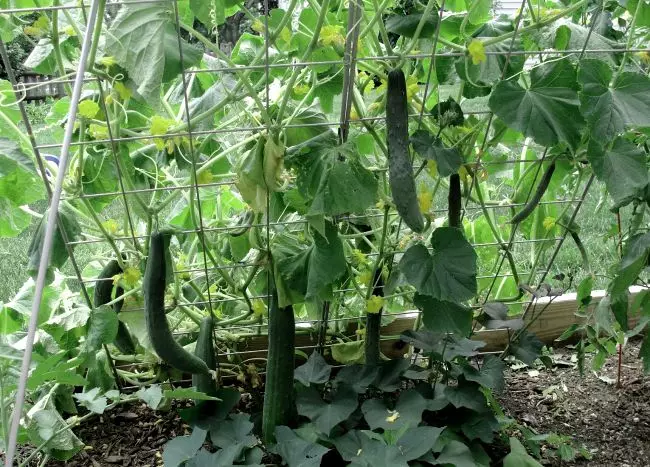 Transcorno horizontal de pepinos en el invernadero.