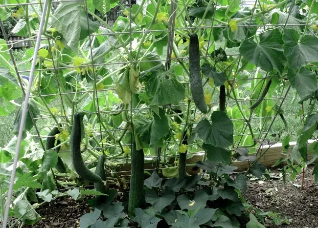 Horizontal transshipment of cucumbers in the greenhouse