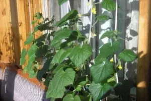 Features of growing and care for cucumber Balcony F1 on the window