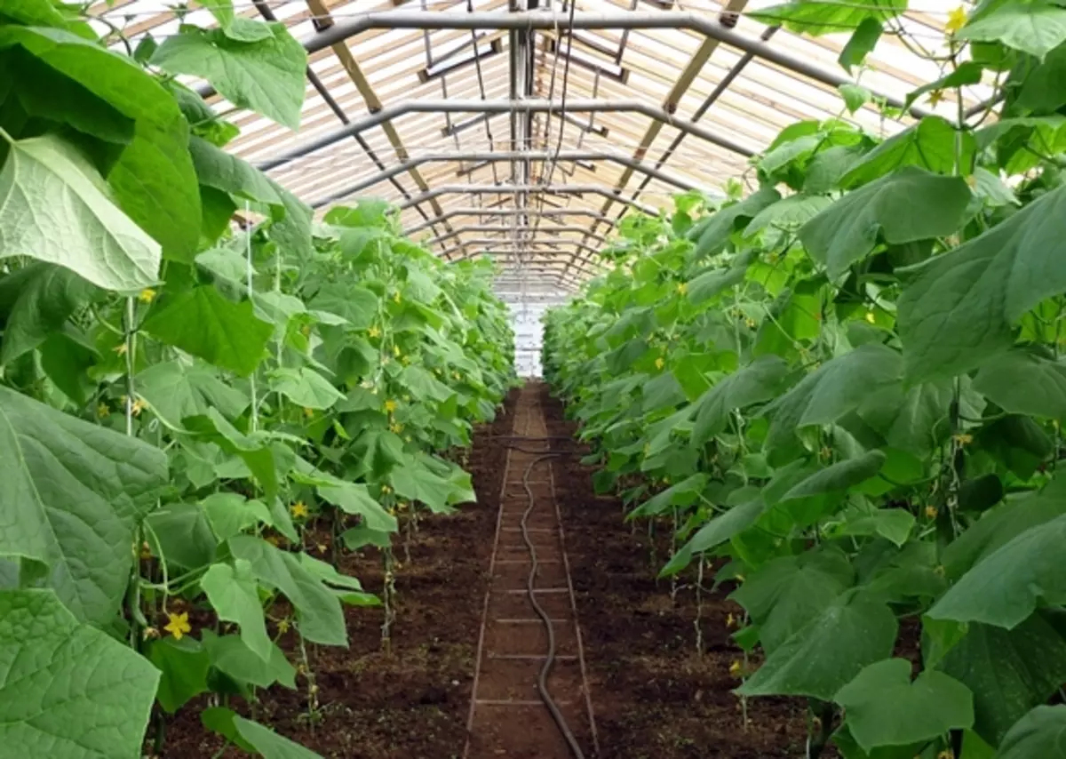 Option of cucumbers in greenhouse