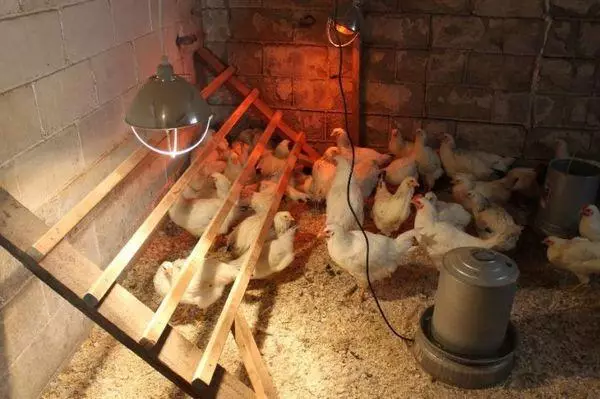Calefacció de pollastres