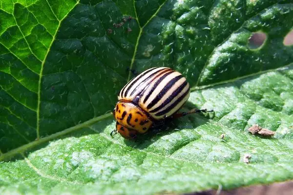 Colorado Be Beetle မှသွားပါ။ ဥယျာဉ်တွင်ဂုဏ်သတ္တိများ, ပြင်ဆင်မှုနှင့်အသုံးပြုရန်