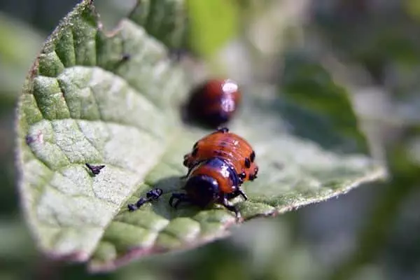 Beetles harour litapole
