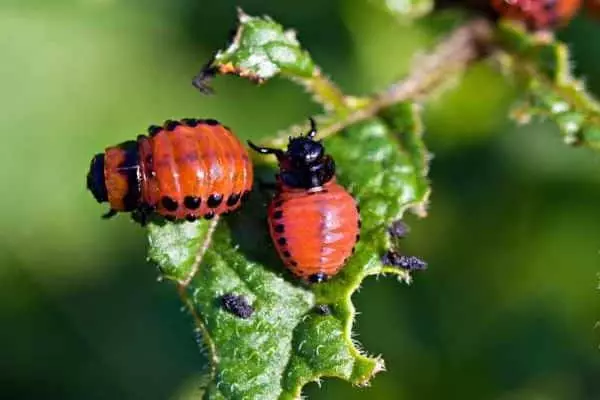 Beetles sa isang sheet