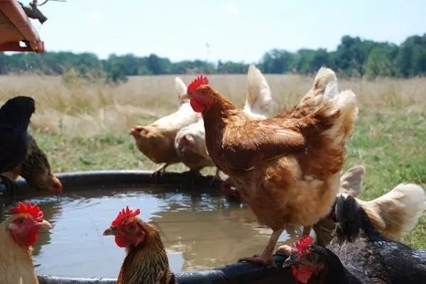 Kycklingar i vatten