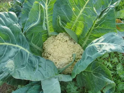 Cauliflower Crop.