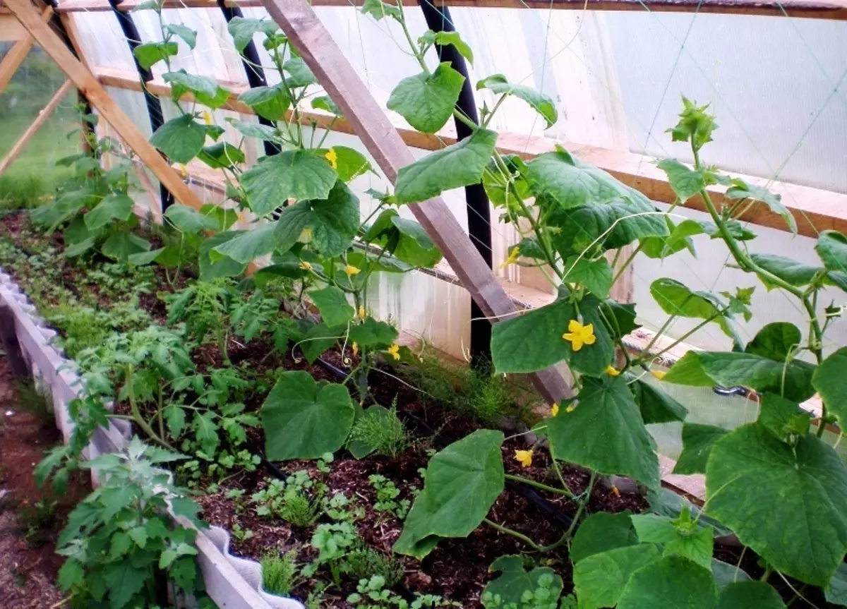 Cucumbers na teplice