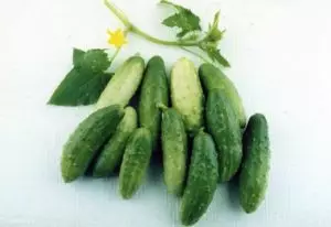 Best Grade Cucumbers yeNorth-West: Altai, Miranda, Cascade, Resay naAltai Pakutanga