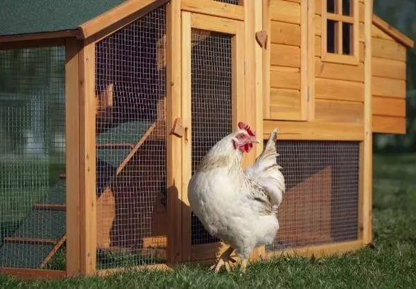 Пилешко кокошарник во куќа