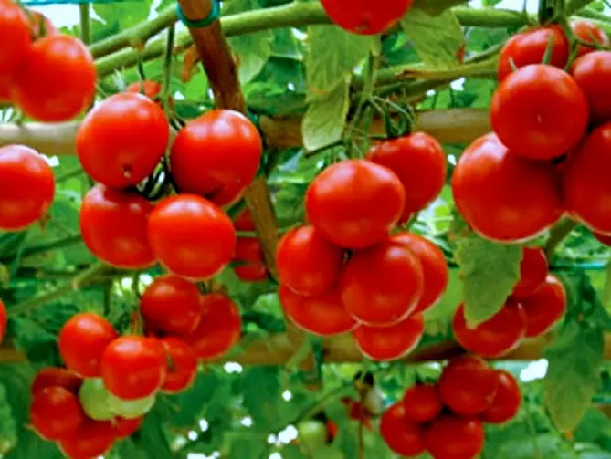 خاصية ووصف مجموعة متنوعة من علامات تبويب أبل الطماطم لروسيا، عائدها