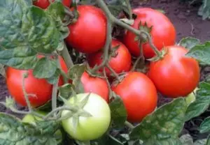 Характеристика и описание на домати сортове Червена шапка, доходността и отглеждането