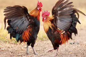 যদি roosters নিজেদের মধ্যে এবং সতর্কবার্তা আগ্রাসন উপায় মধ্যে ভাঙ্গা হয় তাহলে কি