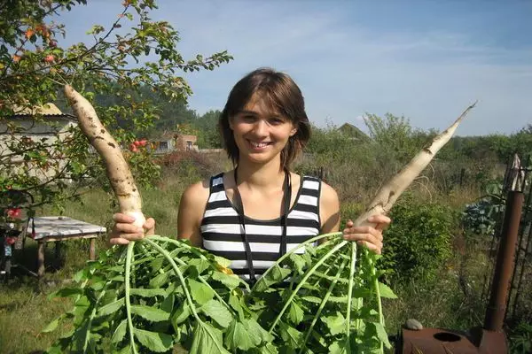 Daikon mikovasi.