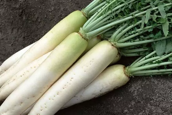 Radish op 'e tafel