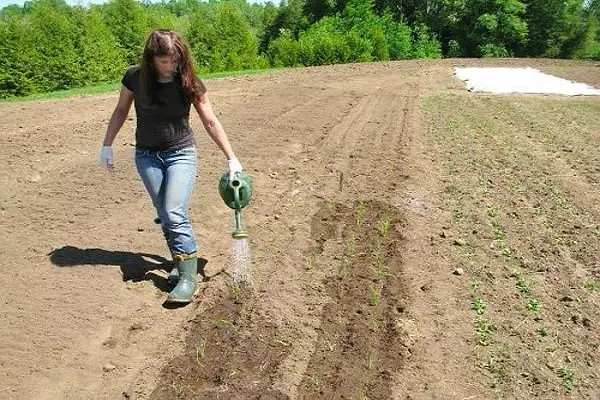 Watering radys