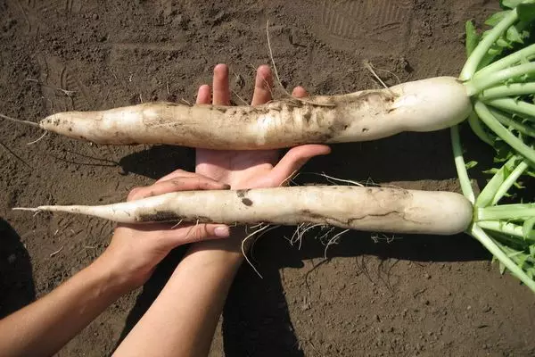 Daikon radish