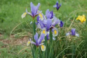 Тавсифи навъҳои irises bowbous, фуруд ва нигоҳубин дар хок кушода