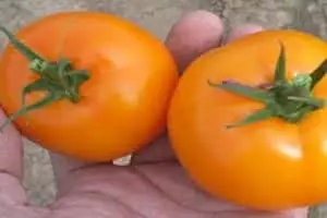 टोमॅटो टोमॅटो गोल्डन नगेट आणि त्याची वैशिष्ट्ये यांचे वर्णन