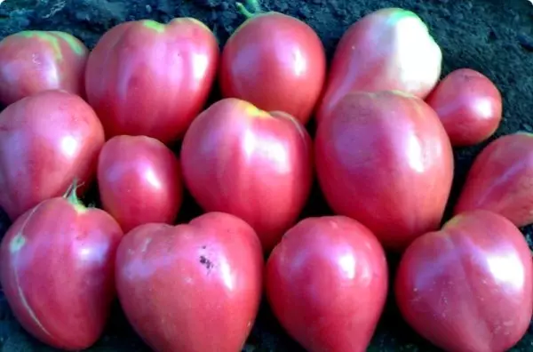 плоди томати
