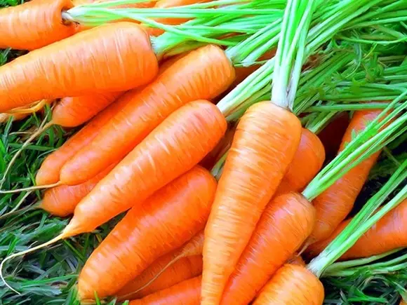 ढीग मध्ये गाजर