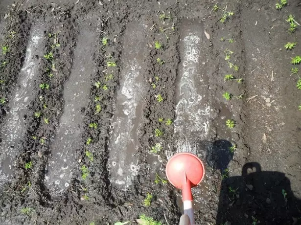 Molhar cenouras em solo aberto