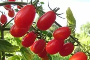 Incazelo ye-Tomato Tomato F1, izici zokukhula nokunakekelwa