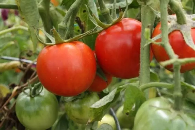 Tomato Tolstoy F1 amin'ny tany misokatra