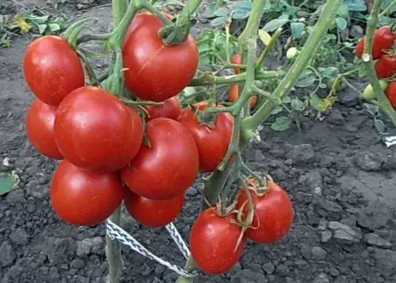 Tomato Tolstoy F1 amin'ny tany misokatra