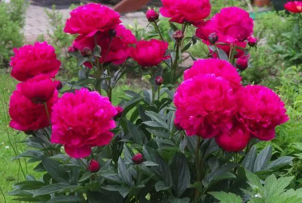 Peony Leche Flower Kansas