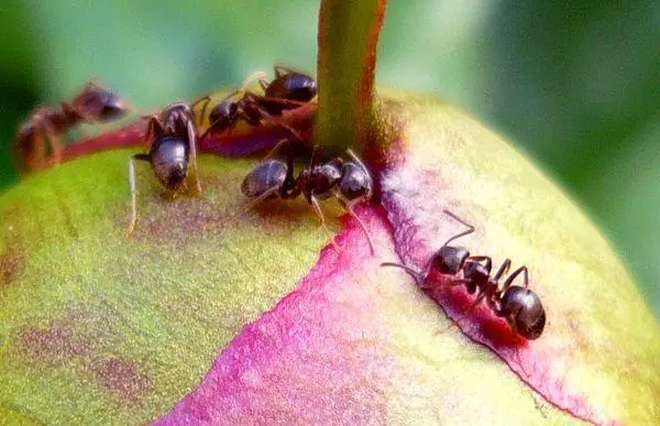 μυρμήγκια στην παιωνία