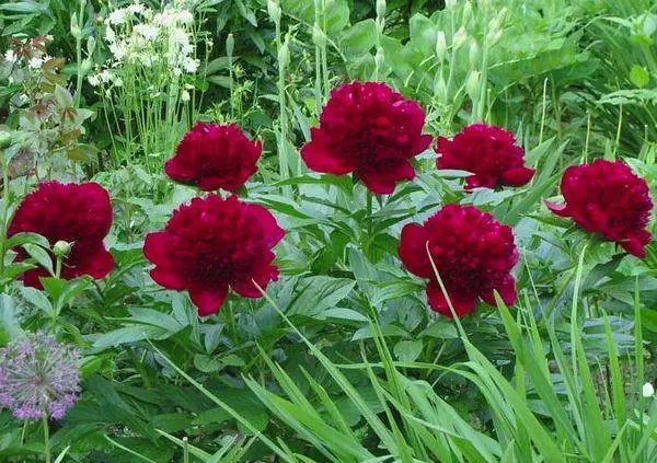 Παιωνία γαλακτώδης λουλούδι κόκκινο