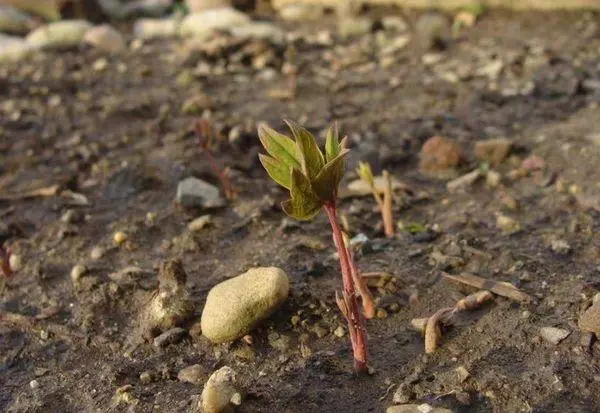 Suelo para flores