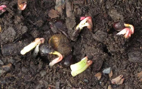 Peonies from seeds