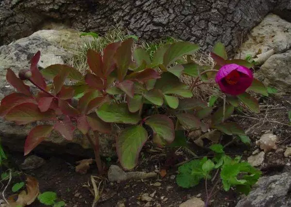 A peonies típusai