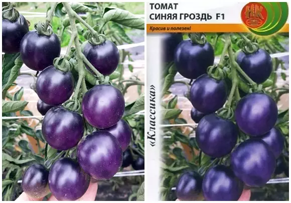 番茄藍束：品種的特徵和描述，率與照片