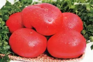 Karakterizaĵoj de tomata vario frua amo, ĝia rendimento