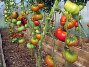 Karakteriza kaj priskribo de vario de tomata sovaĝa rozo, ĝia rendimento