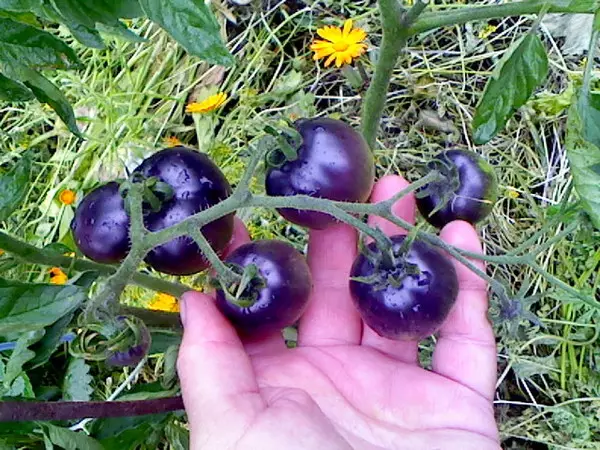 西红柿蓝色繁殖在开放地面