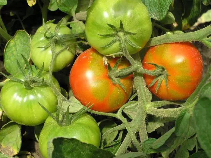 Os arbustos de tomate são ricos em cabana