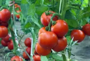 Karakteriza kaj priskribo de la vario de tomato Maryina Grove, ĝia rendimento