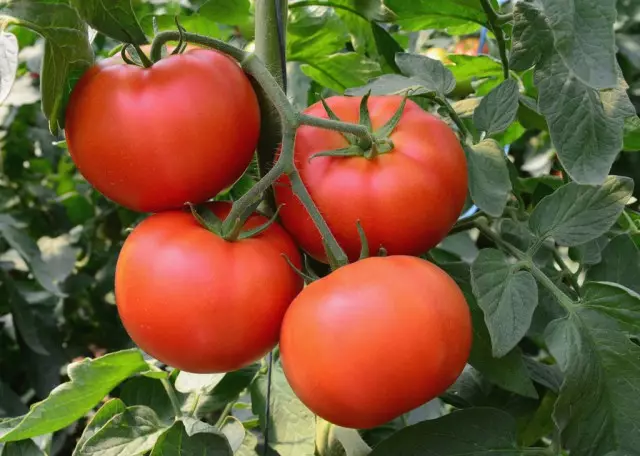 Tomatoj riĉaj en la malferma grundo