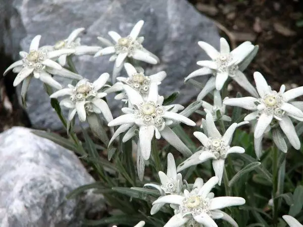 Edelweiss Alpine.