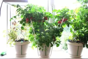 Rosnące pomidory kryte w domu w mieszkaniu