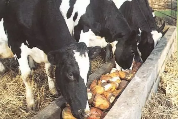Хранене крави