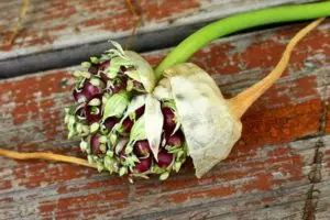 Bagaimana cara menanam dan menumbuhkan bawang putih dari bulball?