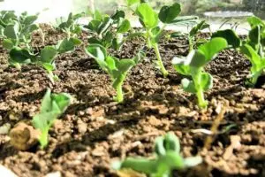 現代の技術でのエンドウ豆の成長と世話をする方法